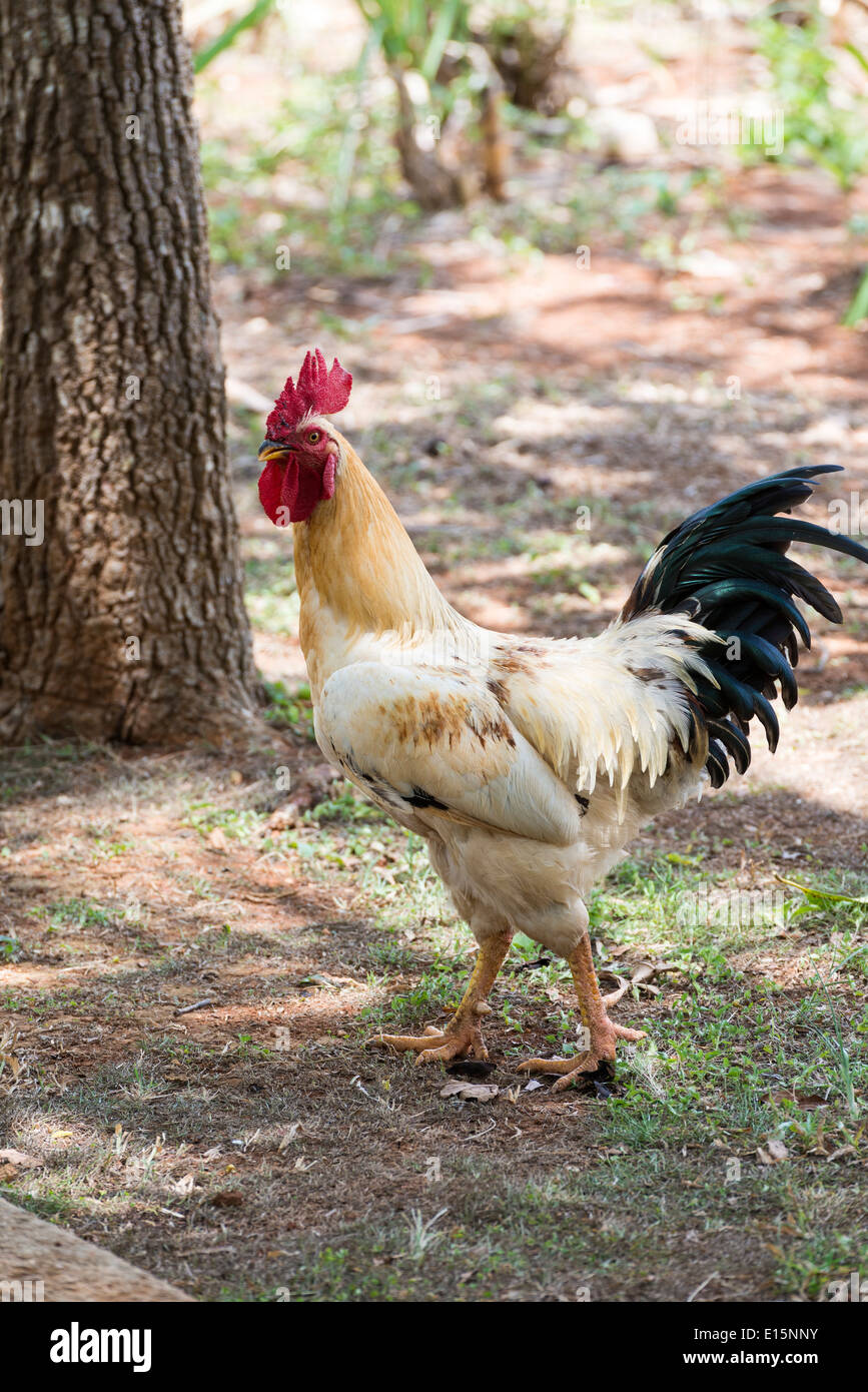Multi colored rooster hi-res stock photography and images - Alamy