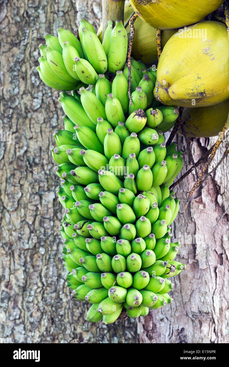 banana bunch and coconut Stock Photo - Alamy