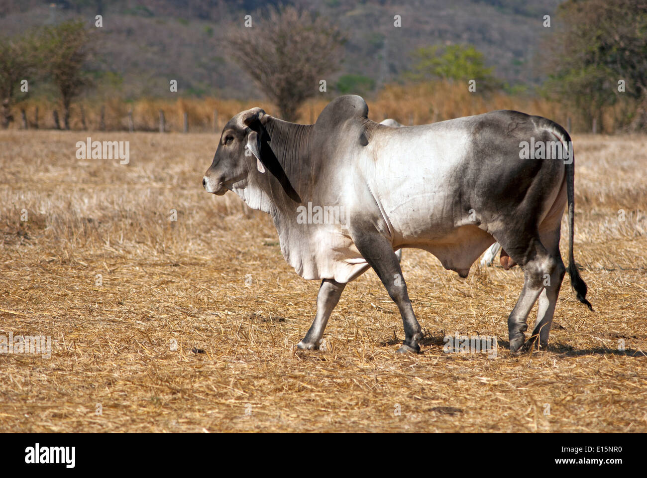 Brahman cattle costa rica hi-res stock photography and images - Alamy