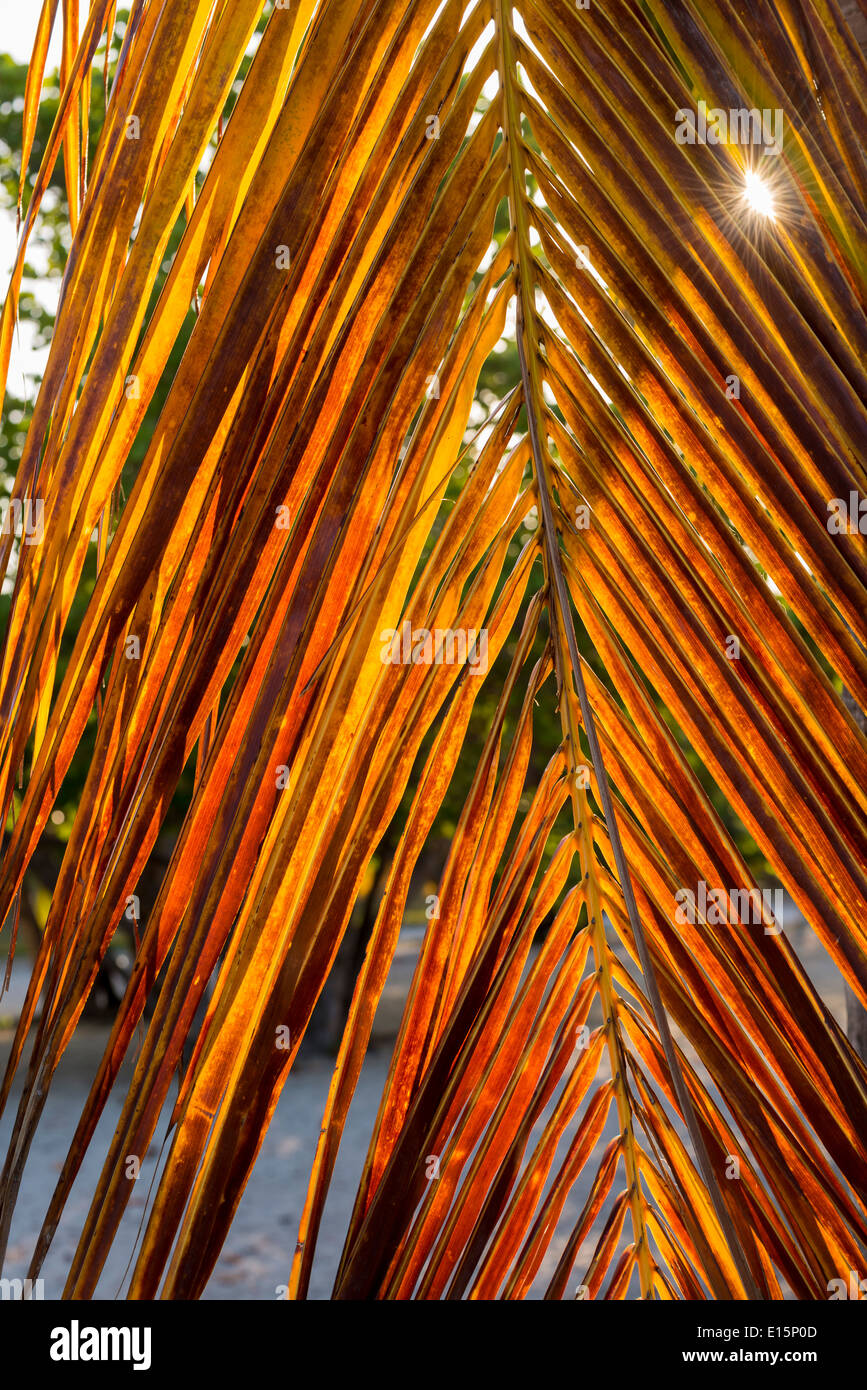 Palm tree leaves backlit at sunrise Stock Photo - Alamy