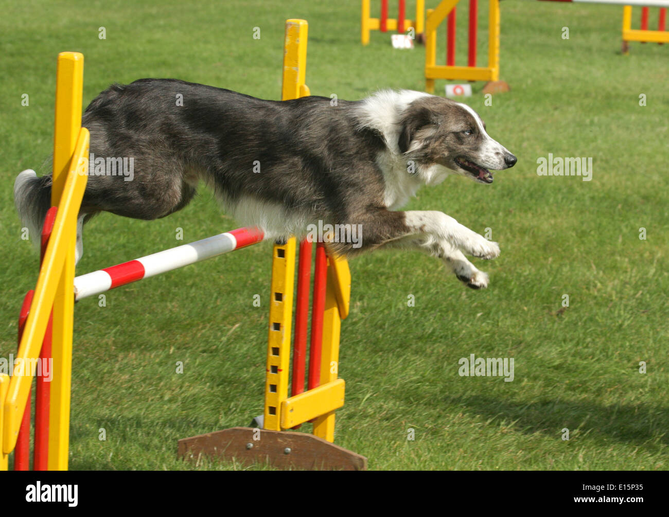 Large dog agility Stock Photo - Alamy