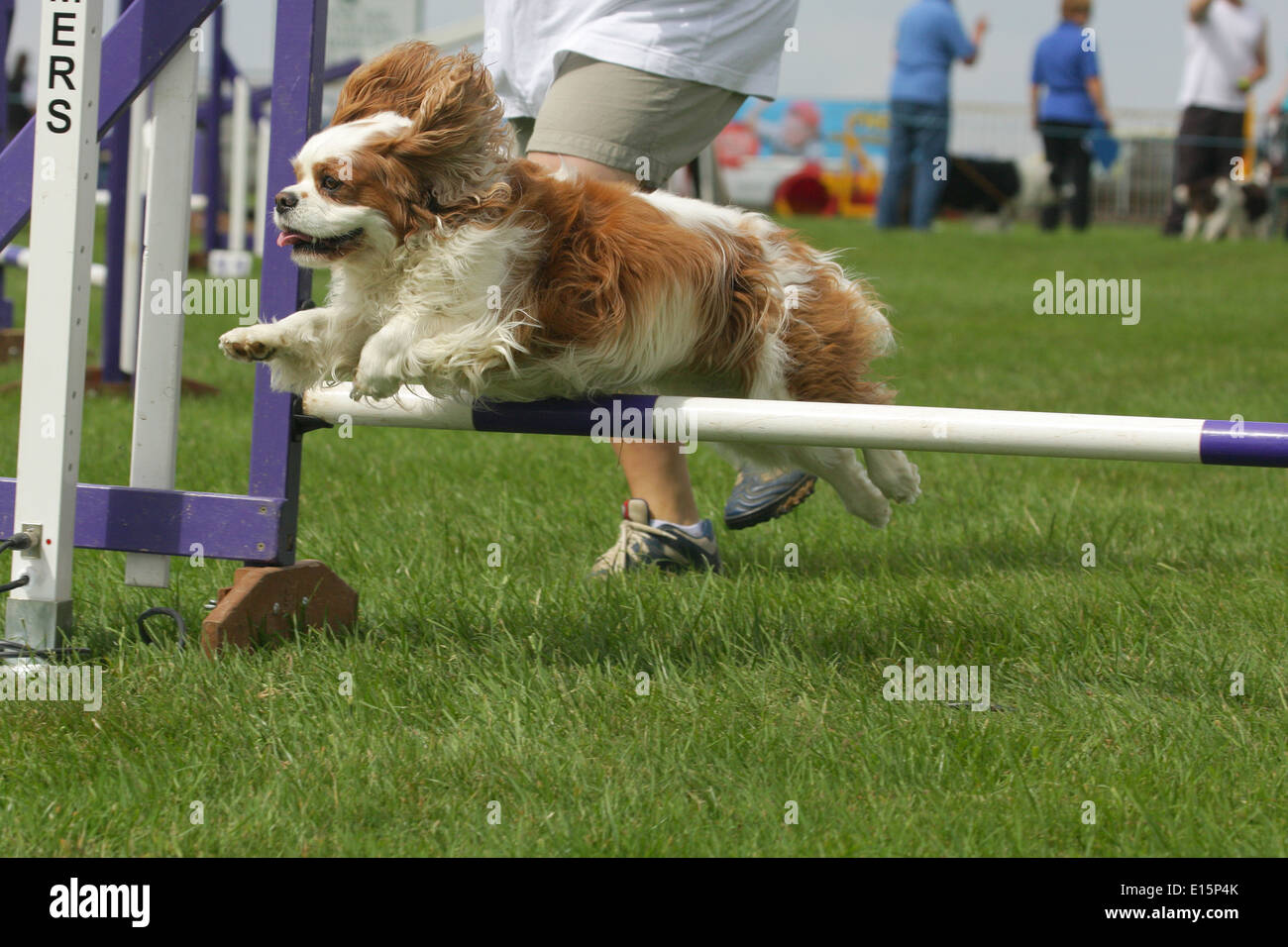 Small Dog Jumping Stock Photo - Alamy