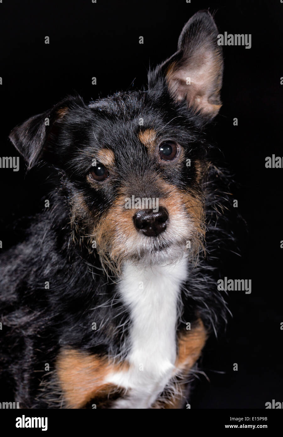 Terrier mongrel hi-res stock photography and images - Alamy