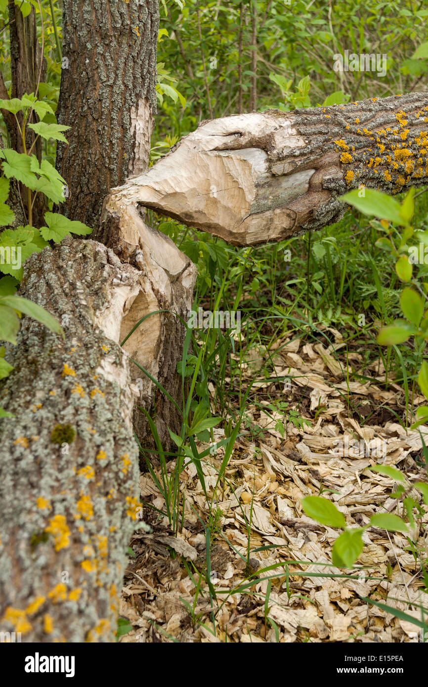 Bug Trees High Resolution Stock Photography and Images - Alamy
