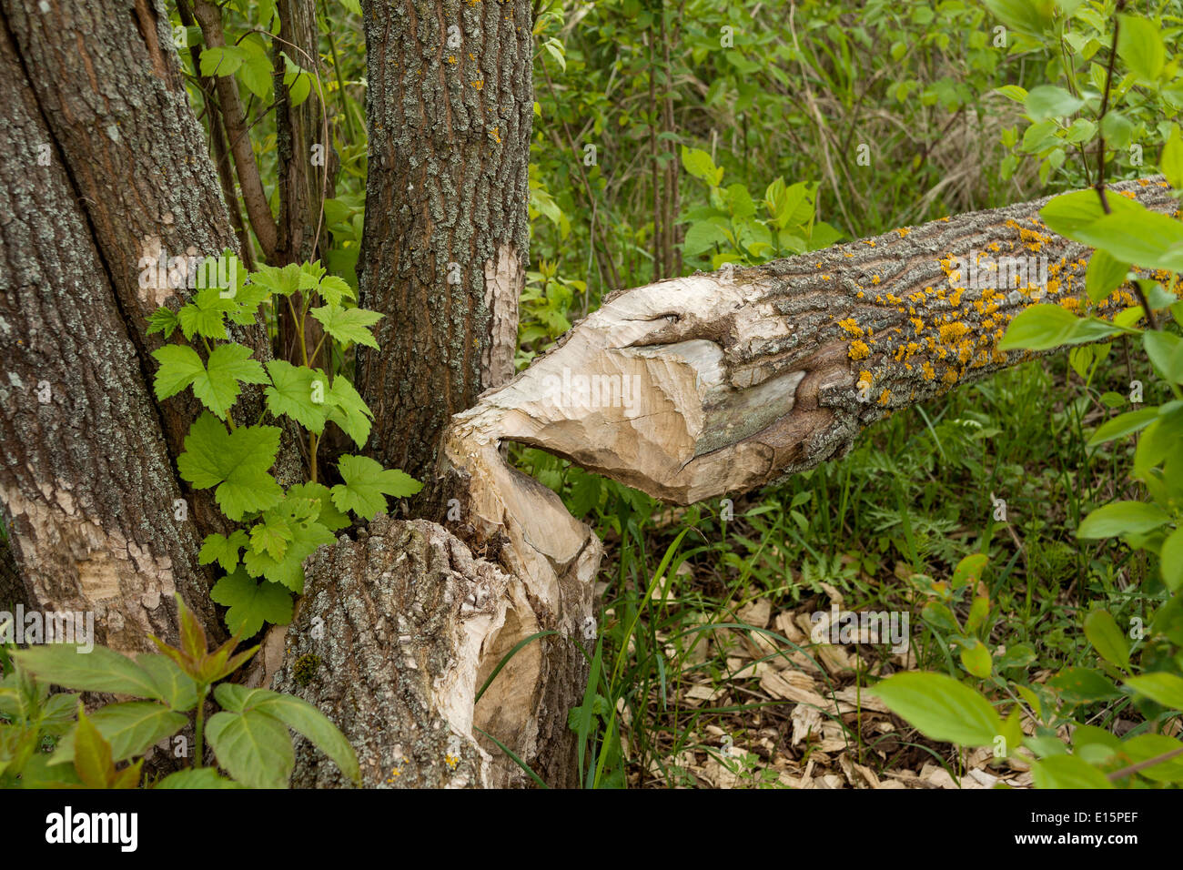 Bug Trees High Resolution Stock Photography and Images - Alamy
