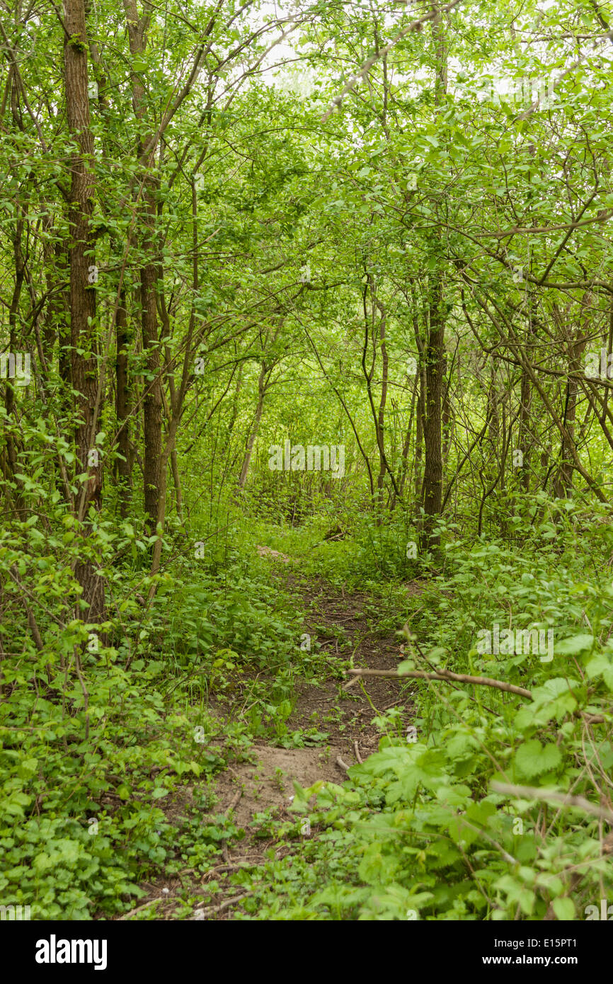 Path through bush near Bug river in Drohiczyn, Poland Stock Photo - Alamy