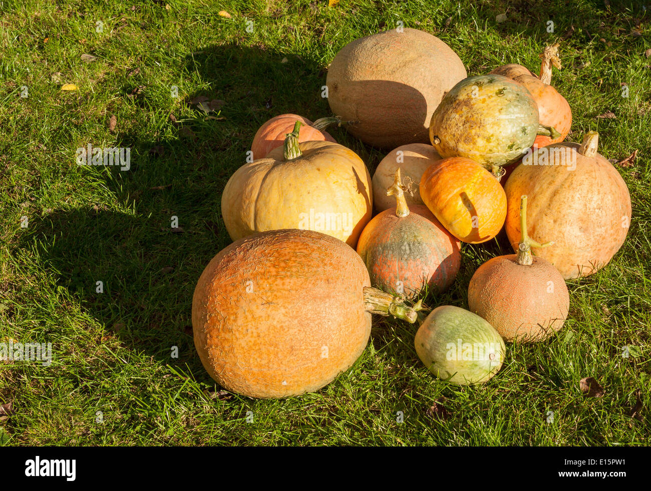 Polish pumpkins hi-res stock photography and images - Alamy