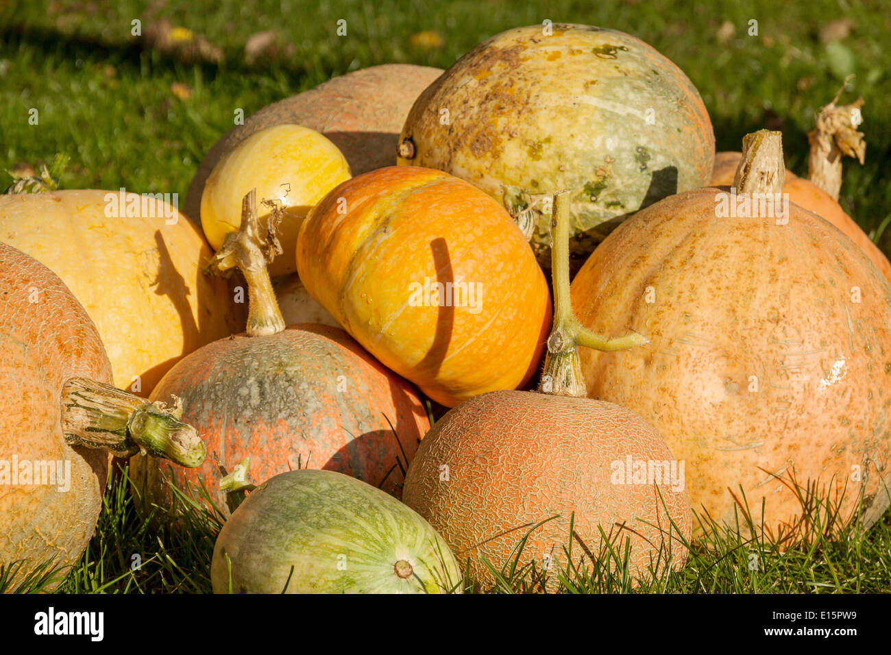 Polish pumpkins hi-res stock photography and images - Alamy