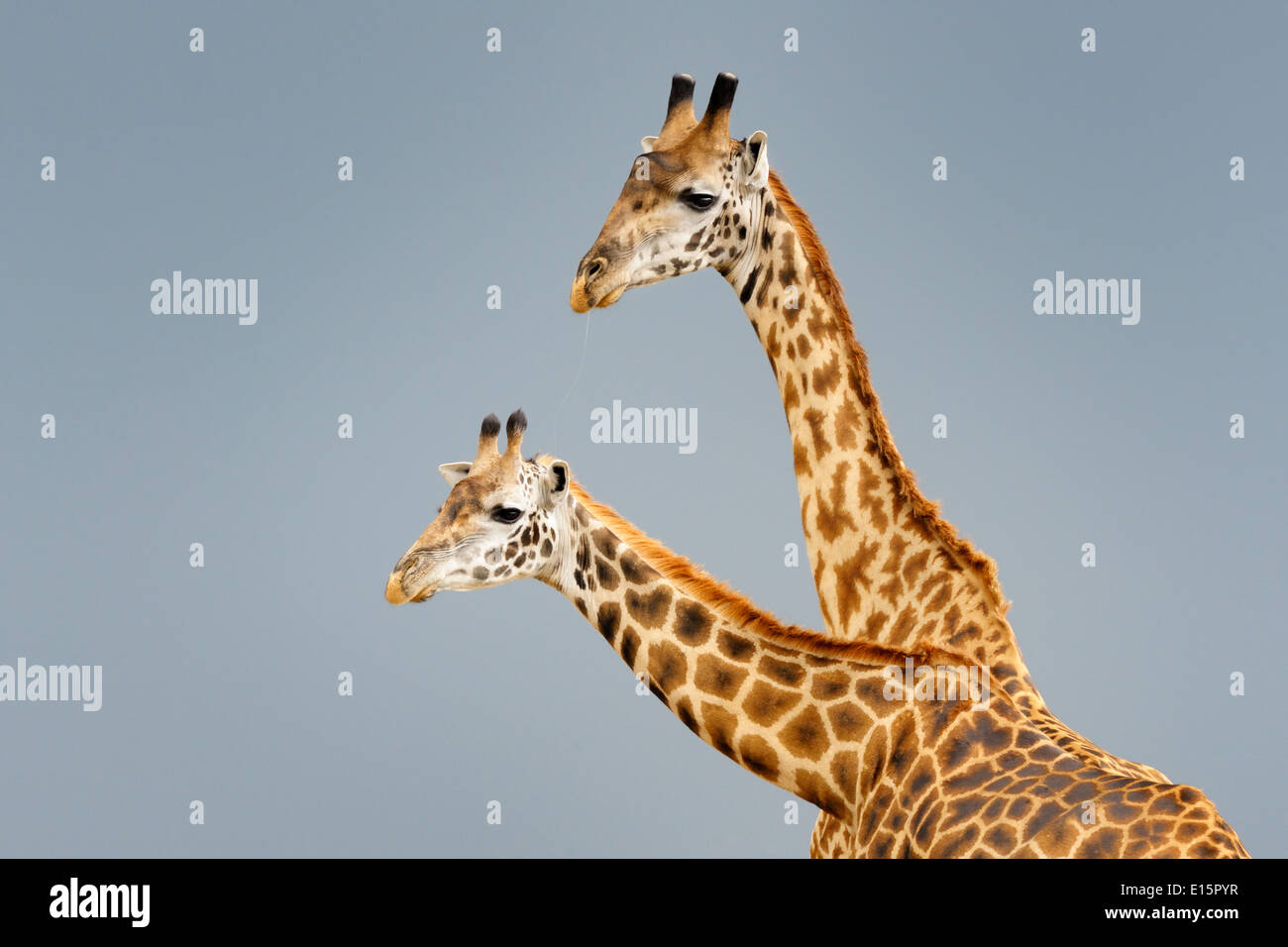 Male female giraffe portrait hi-res stock photography and images - Alamy