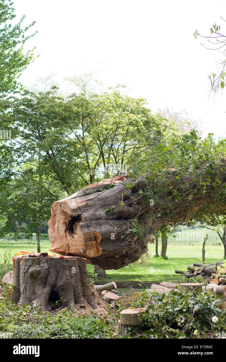 Diseased timber hi-res stock photography and images - Alamy