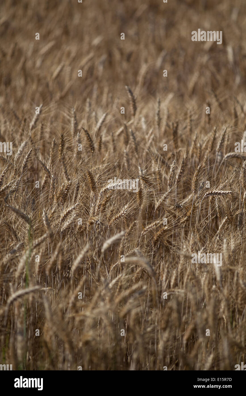 Agriculture italy hi-res stock photography and images - Alamy