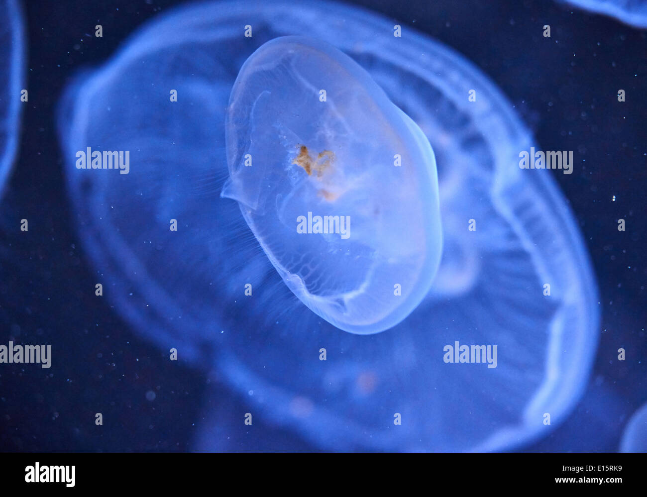Moon jelly fish hi-res stock photography and images - Alamy