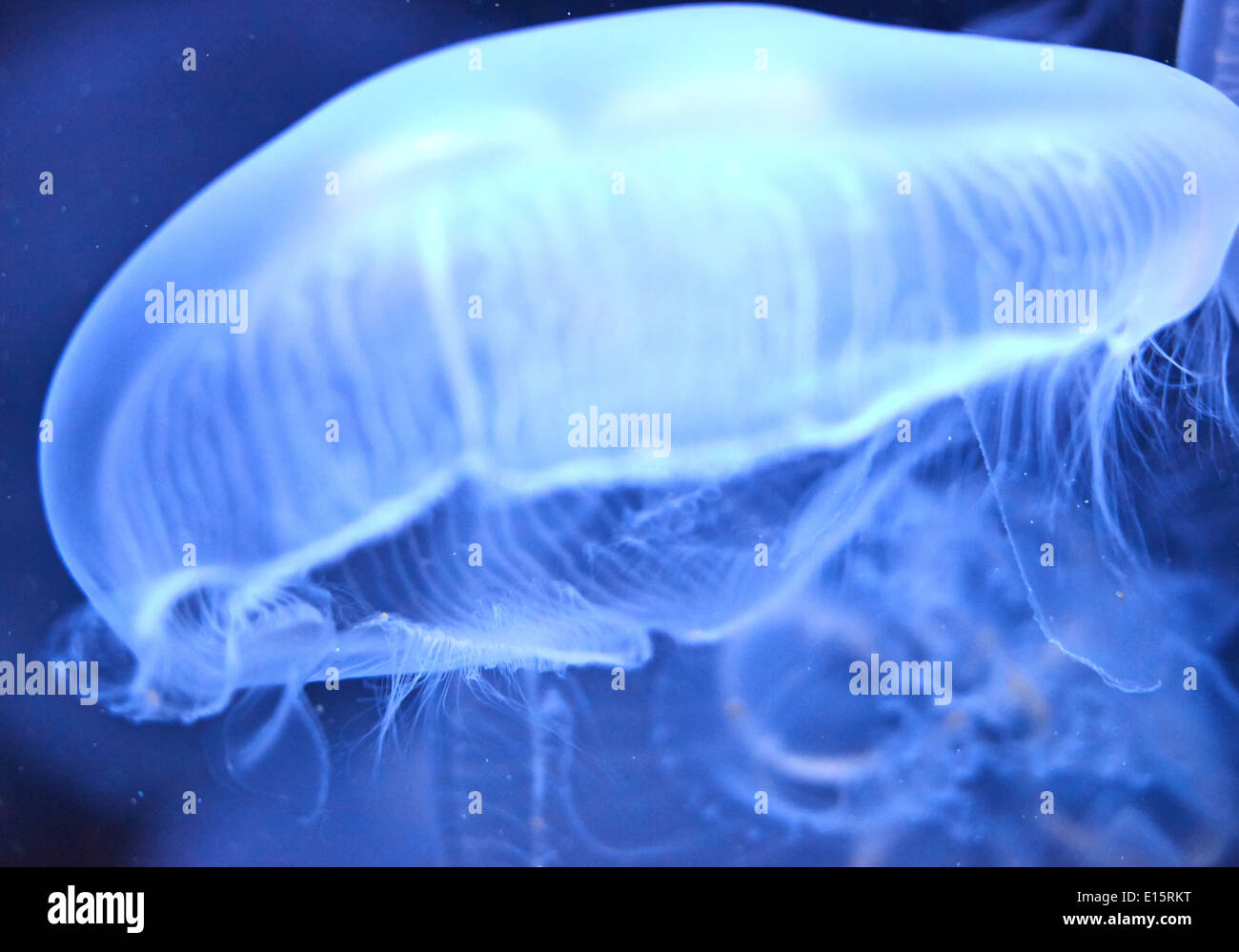 Glowing moon jellyfish hi-res stock photography and images - Alamy