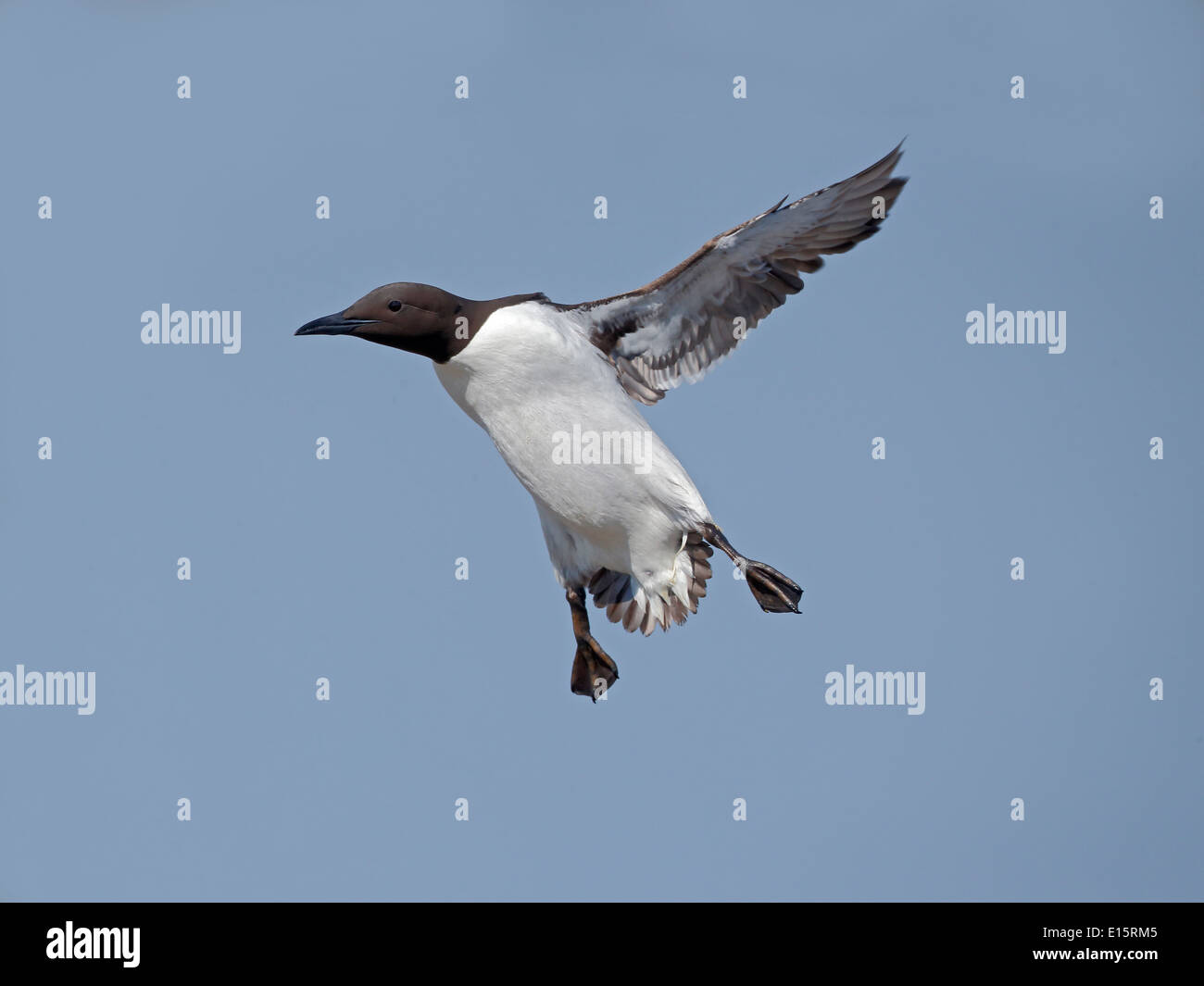 Guillemot, Uria aalge, single bridled bird in flight, Northumberland ...