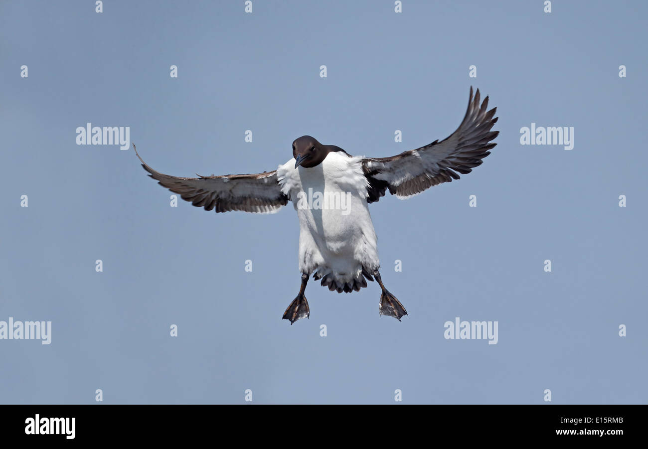 Guillemot, Uria aalge, single bridled bird in flight, Northumberland ...