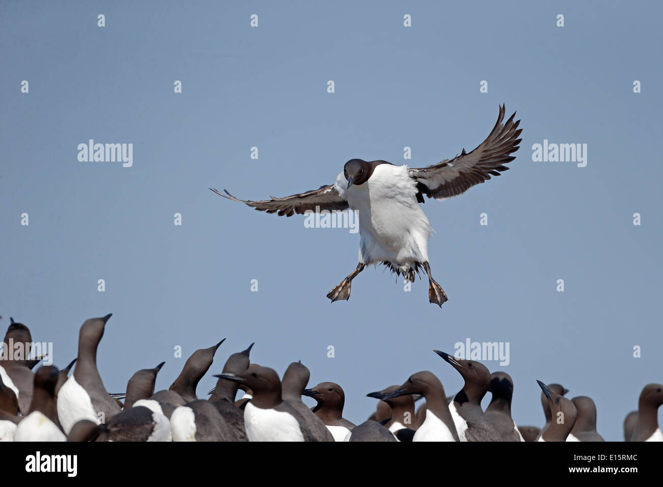 Guillemot flying uk hi-res stock photography and images - Alamy