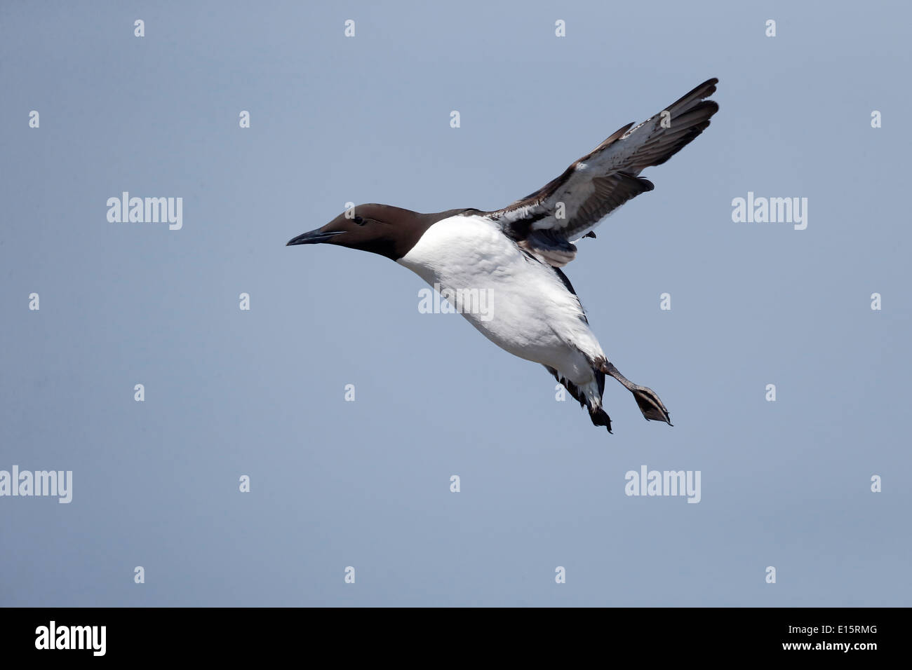 Guillemot, Uria aalge, single bridled bird in flight, Northumberland ...