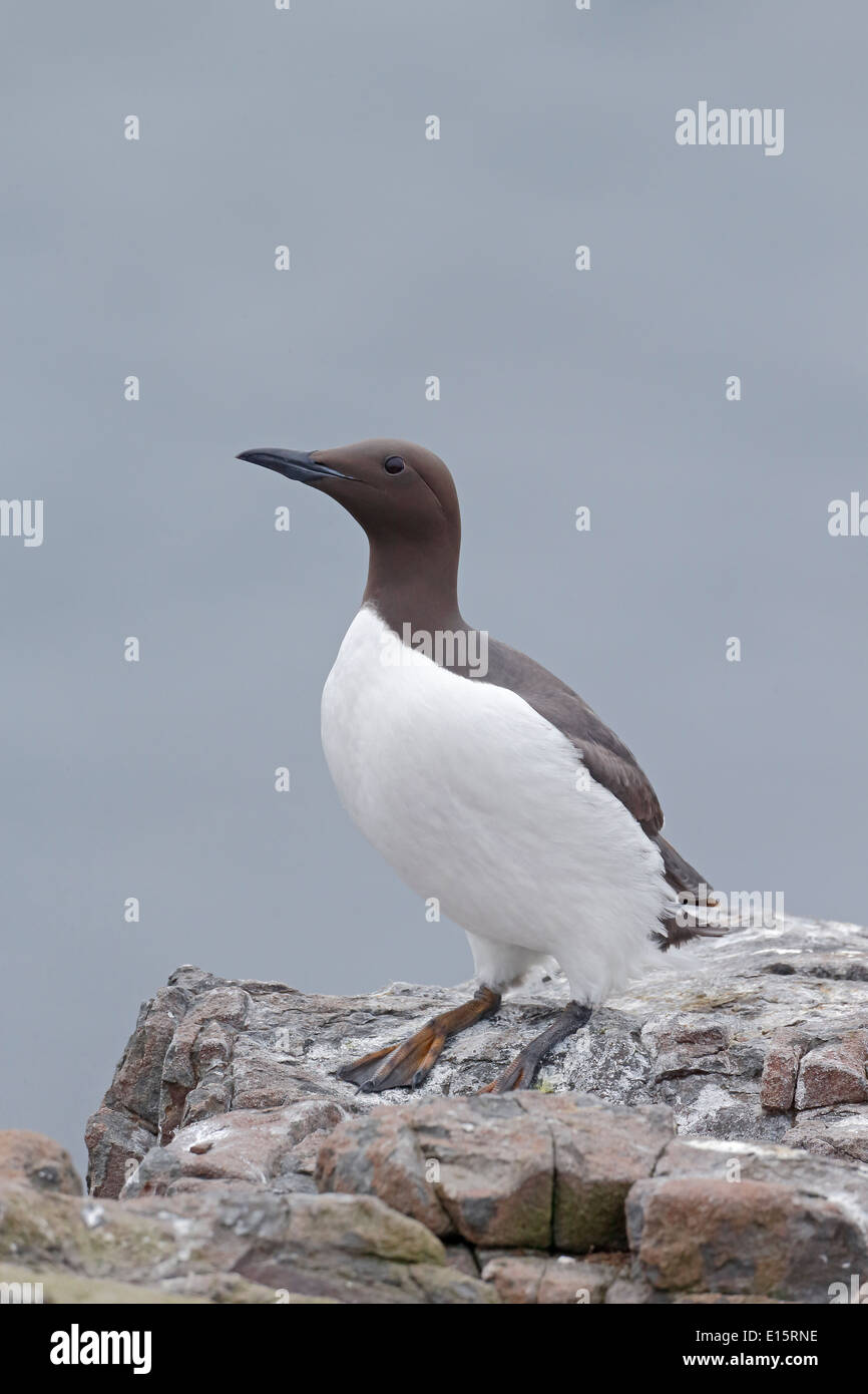 Guillemot, Uria aalge, single bird on rock, Northumberland, May 2014 ...