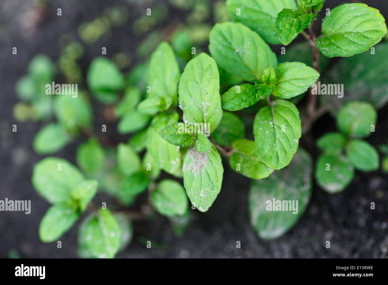 green fresh mint growing in garden soil Stock Photo - Alamy