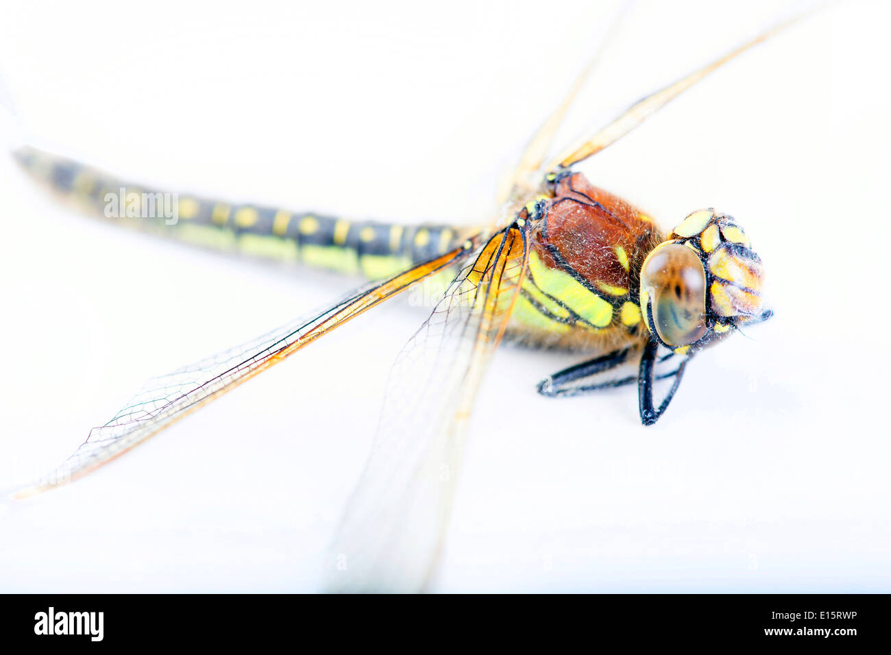 short depth of field macro dragonfly shot Stock Photo - Alamy