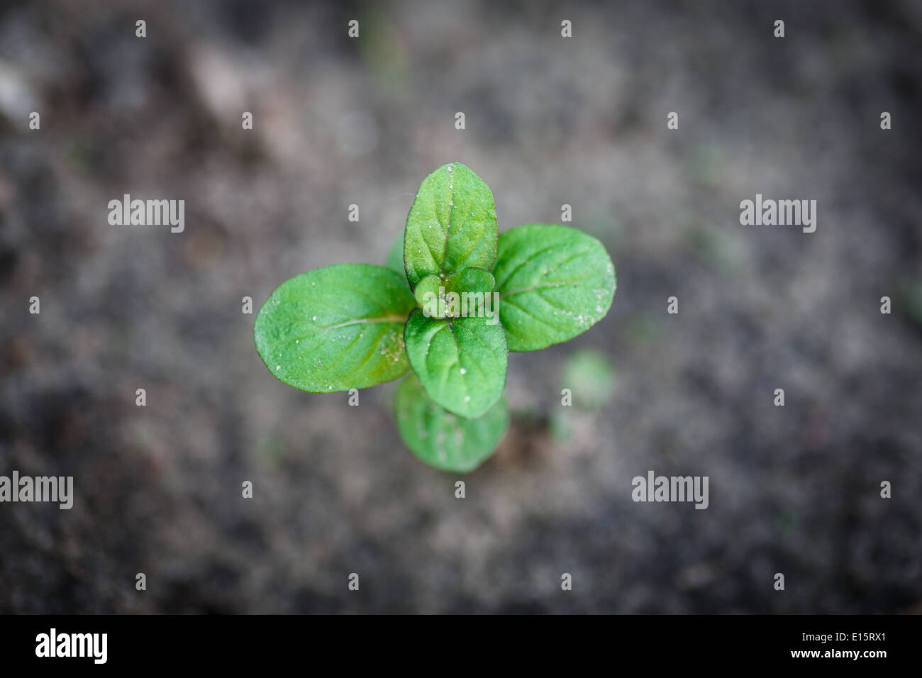 green fresh mint growing in garden soil Stock Photo - Alamy