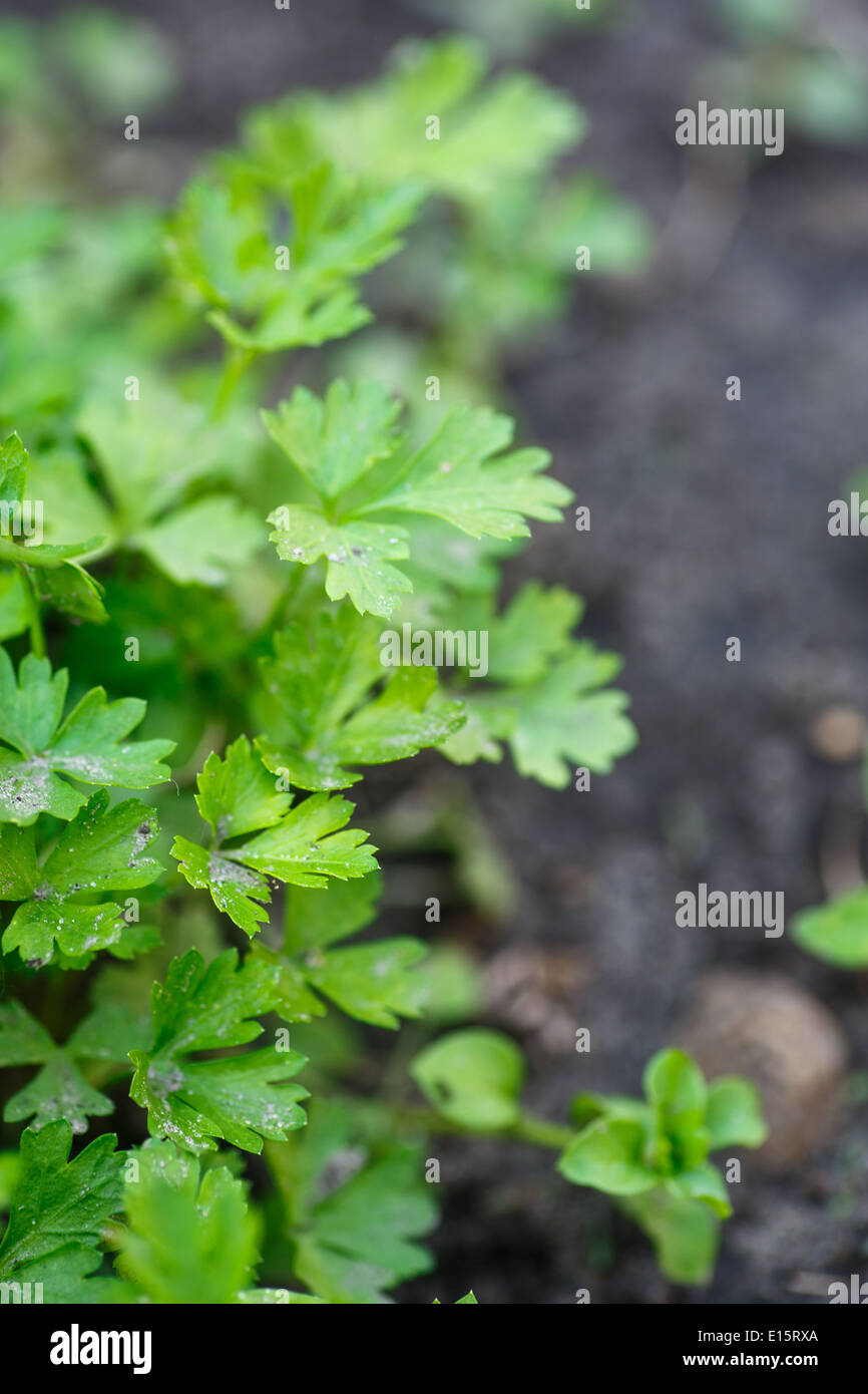 Parsley growing hi-res stock photography and images - Alamy