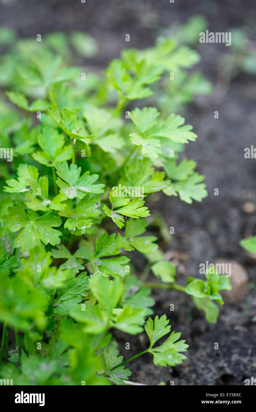 Fresh parsley grows from the ground in the garden Stock Photo - Alamy