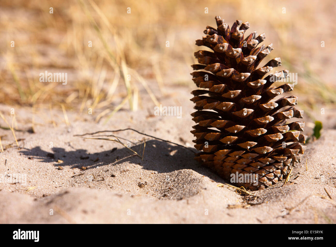 Landes pine hi-res stock photography and images - Alamy