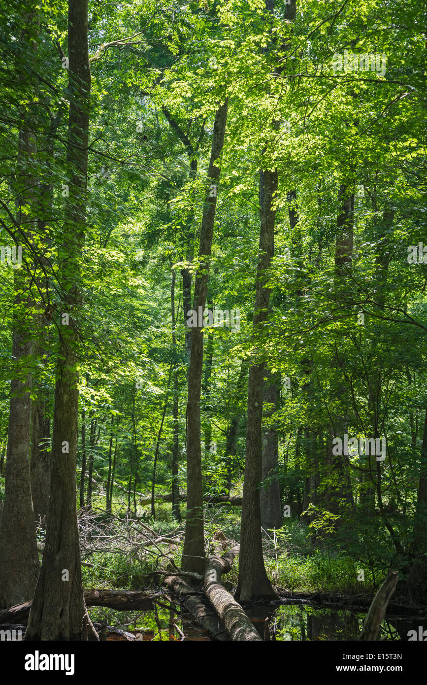 Poe Springs Park in Alachua, Florida Stock Photo - Alamy