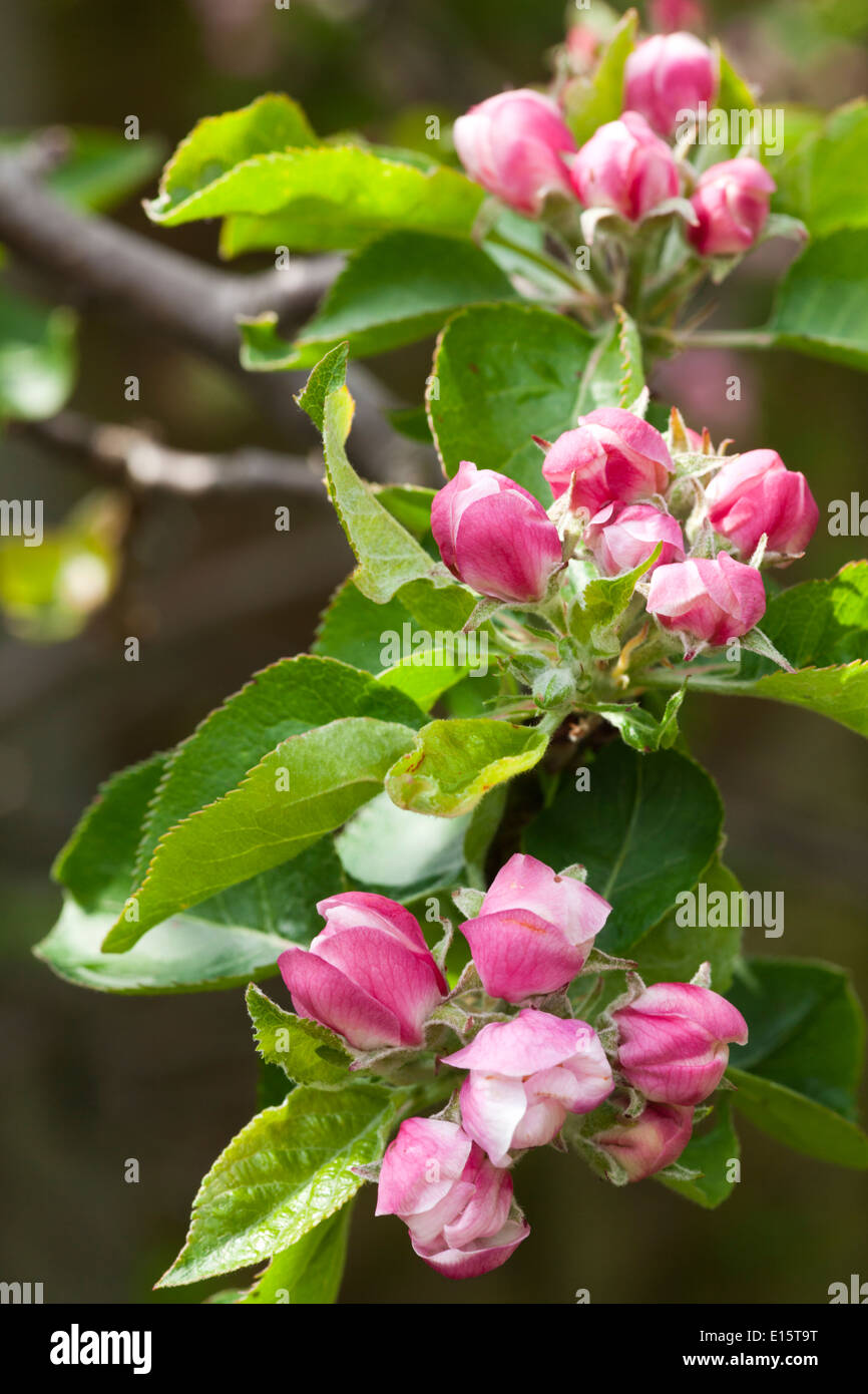Bramley apple blossom Stock Photo - Alamy