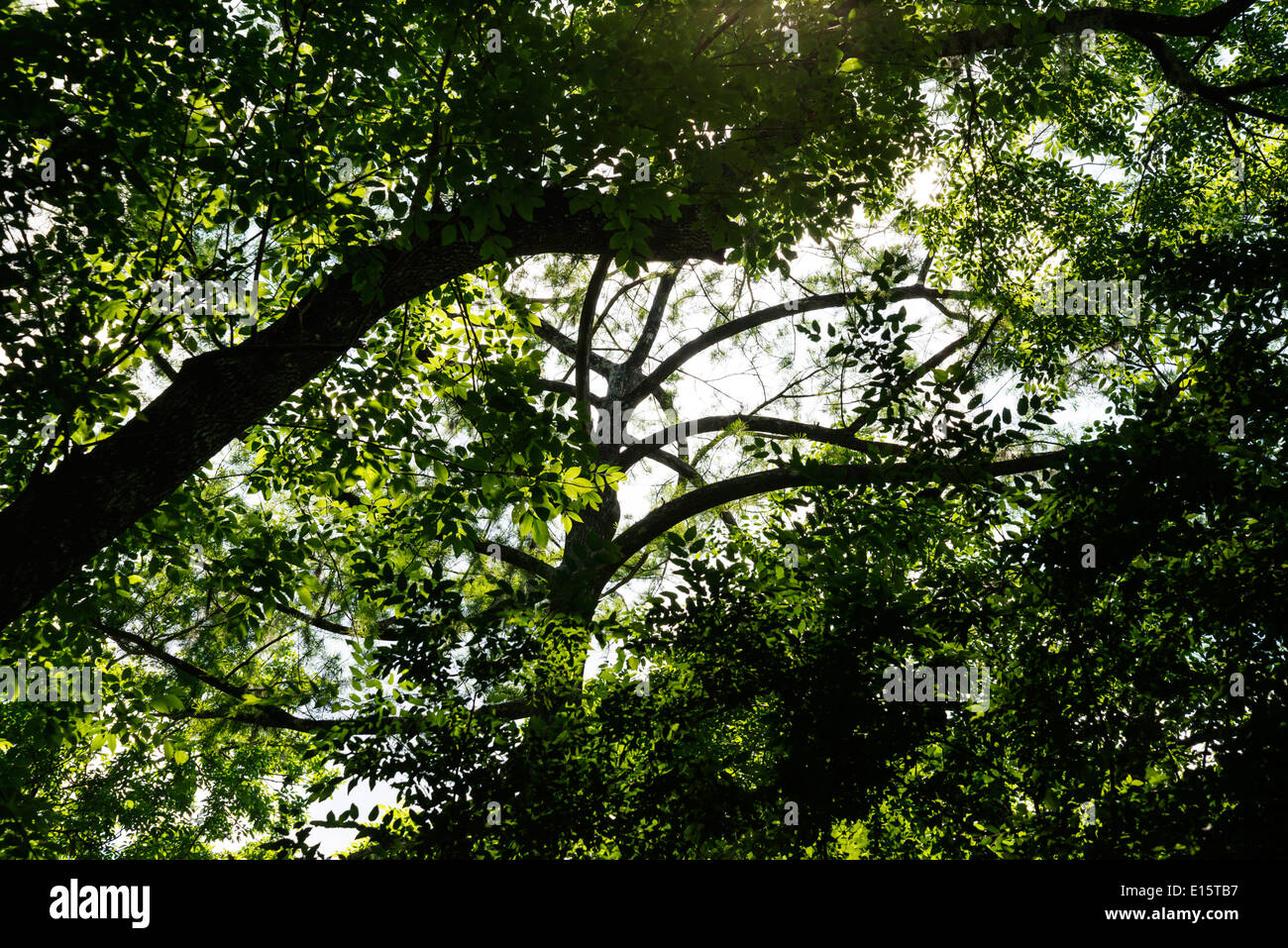 Hardwood trees hi-res stock photography and images - Alamy
