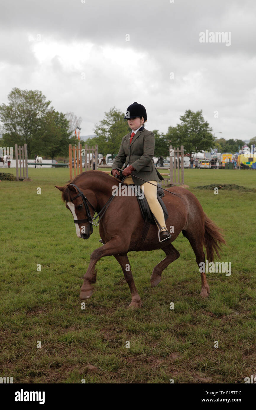 Show pony hi-res stock photography and images - Alamy