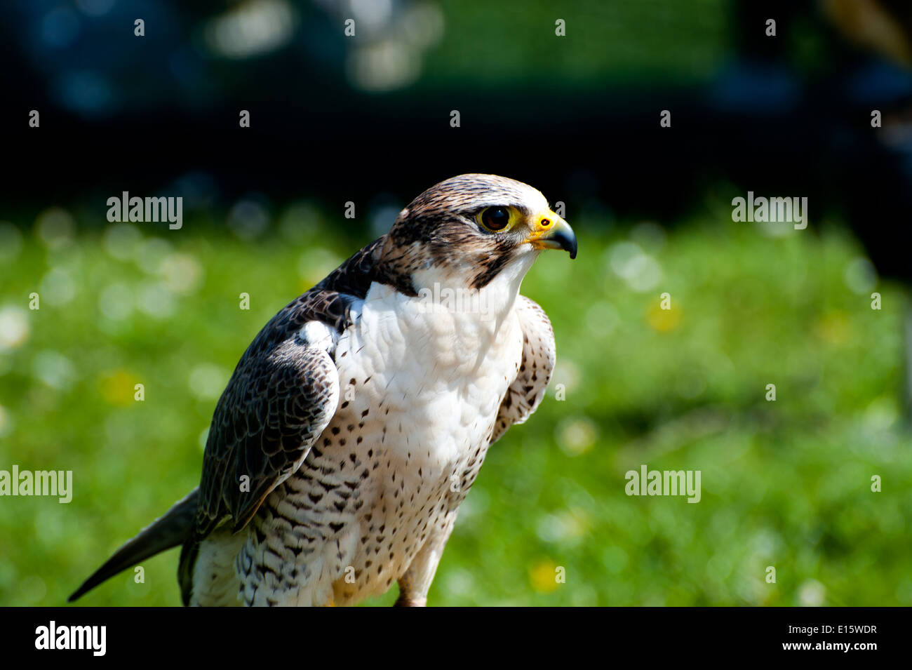 Beautiful Falco peregrinus on the green background Stock Photo - Alamy