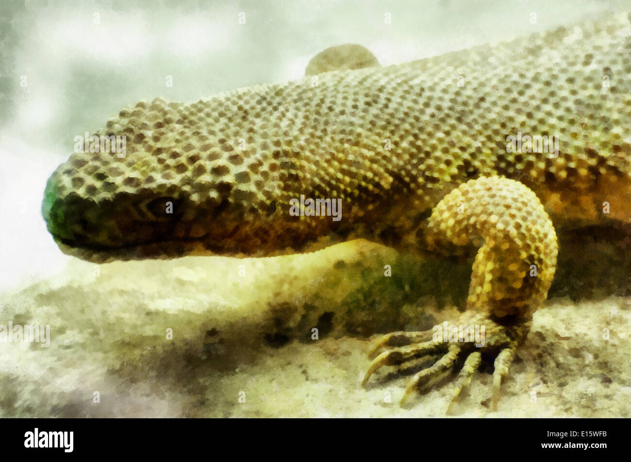 Gila illustration hi-res stock photography and images - Alamy