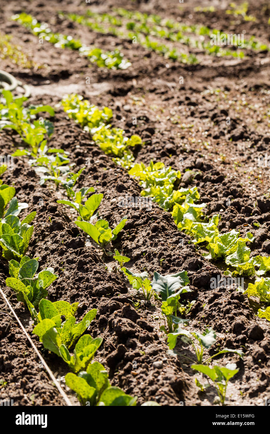 Spring at thecommunity garden in the city Stock Photo - Alamy