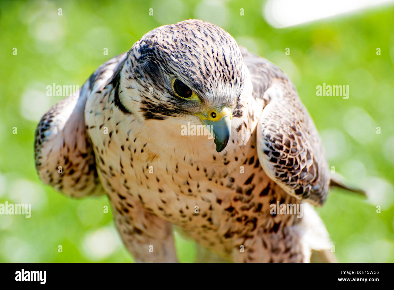 Gray falcon hi-res stock photography and images - Alamy
