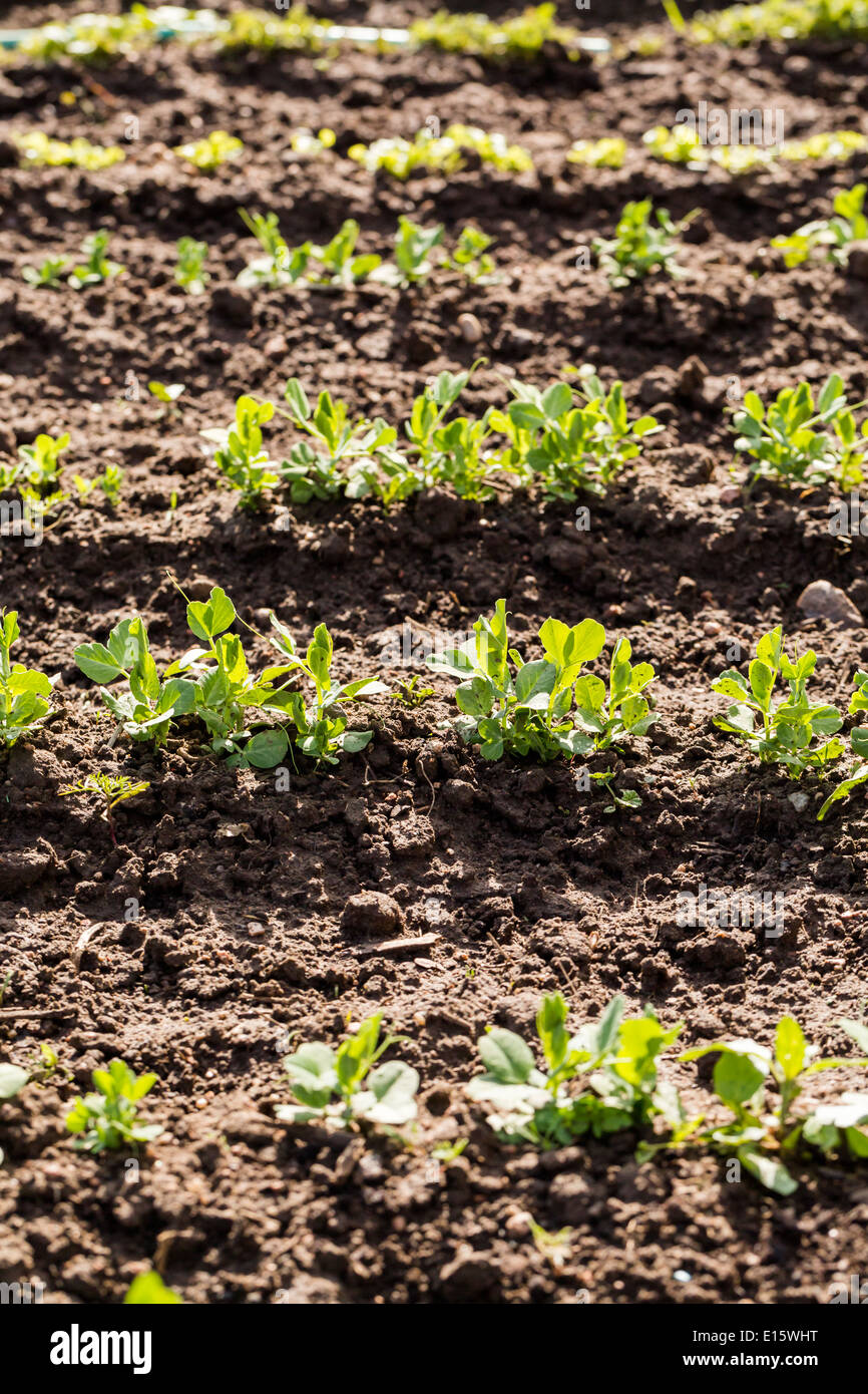 Spring at thecommunity garden in the city Stock Photo - Alamy