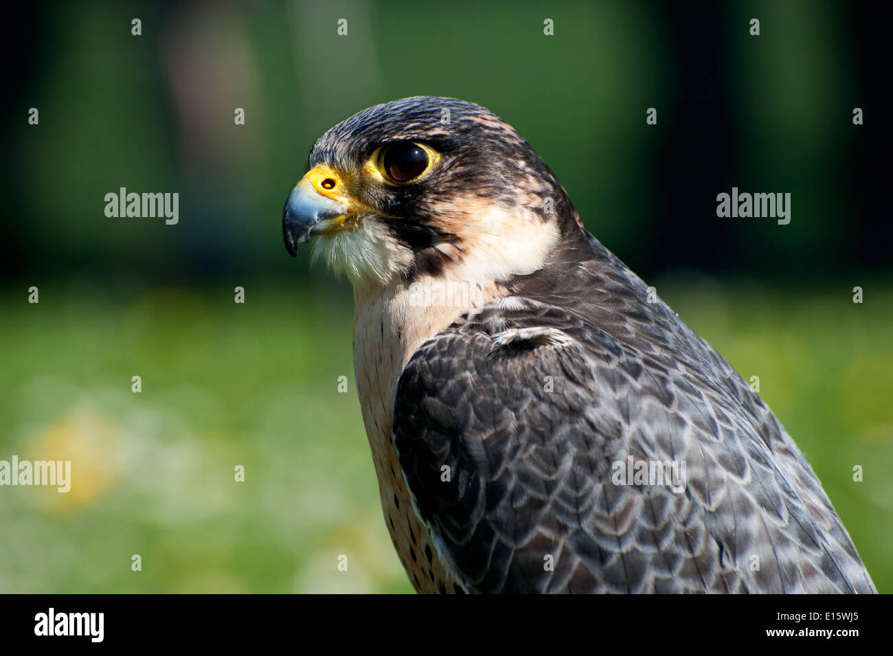 Beautiful portrait Falco peregrinus on the green background Stock Photo ...