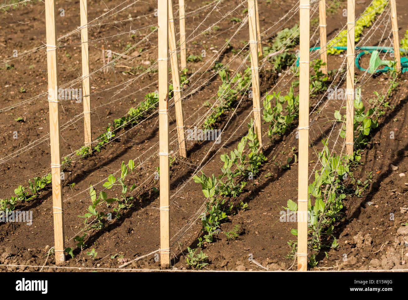 Spring at thecommunity garden in the city Stock Photo - Alamy