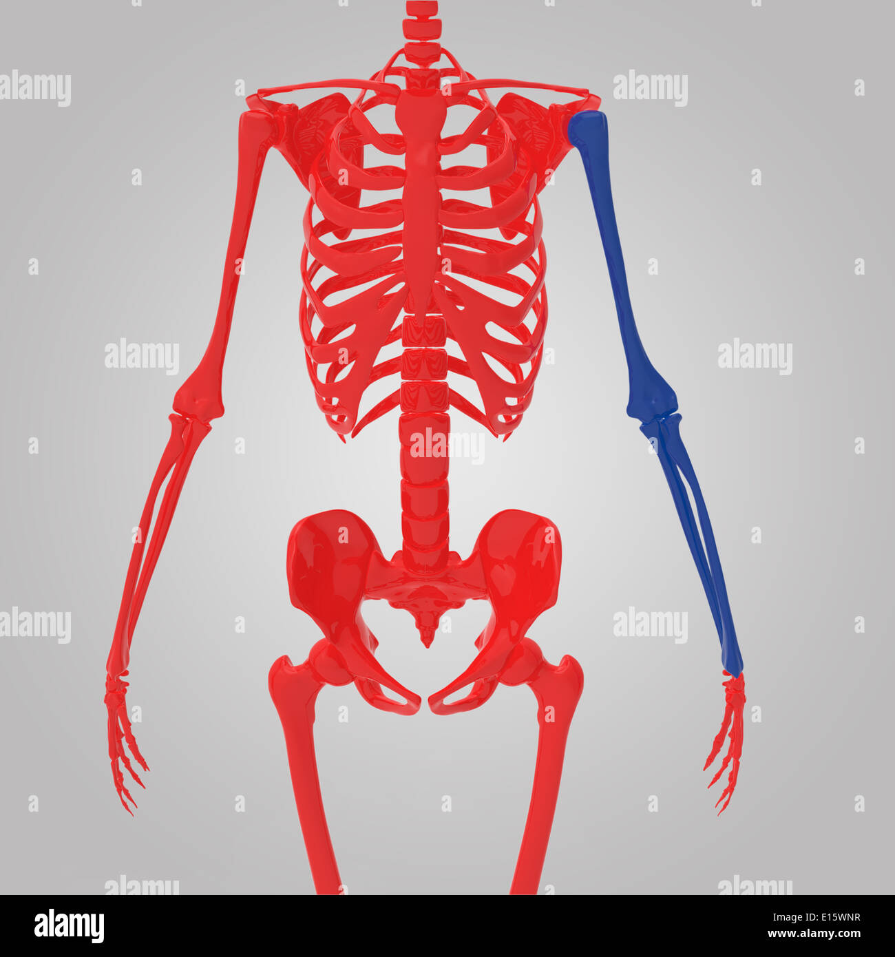 Upper Limb High Resolution Stock Photography and Images - Alamy