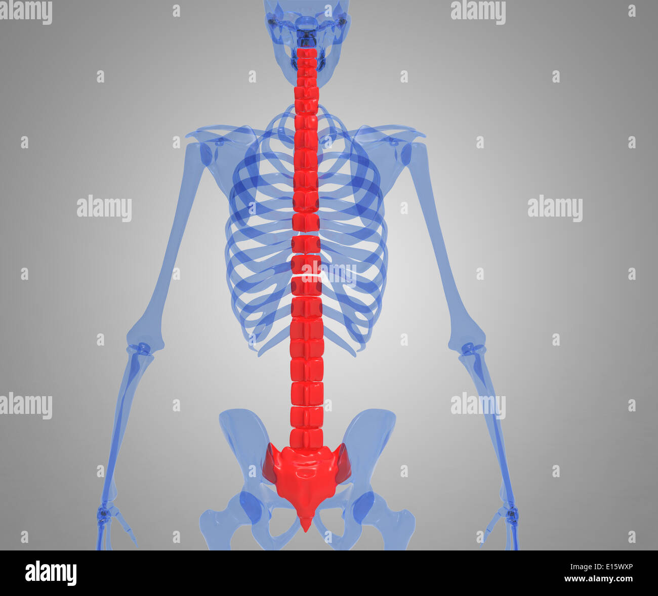 Posterior column hi-res stock photography and images - Alamy