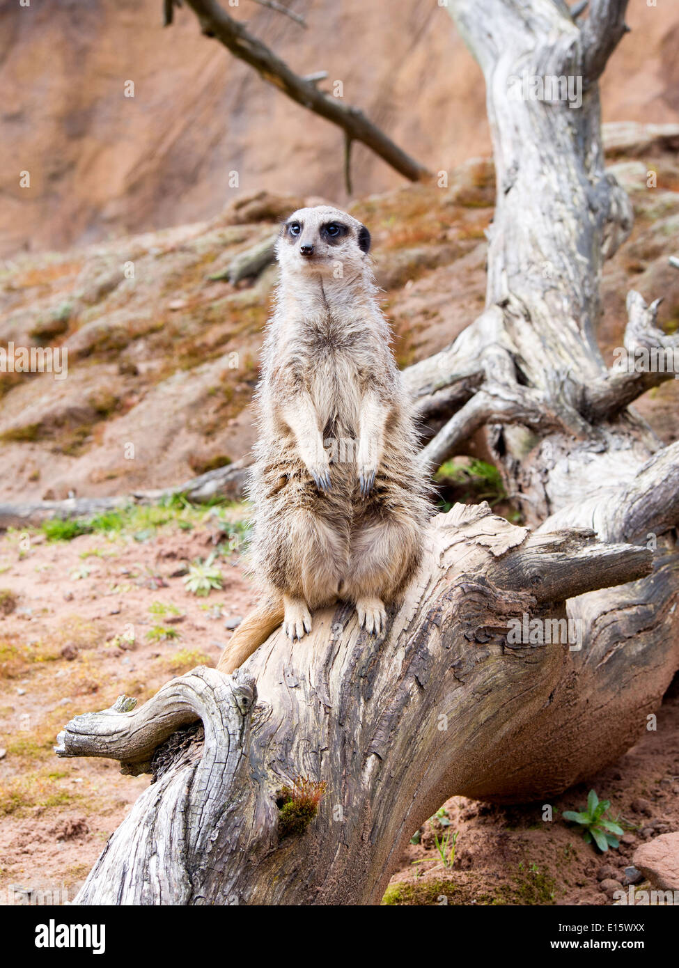 Mammals cute meerkat meerkats hi-res stock photography and images - Alamy