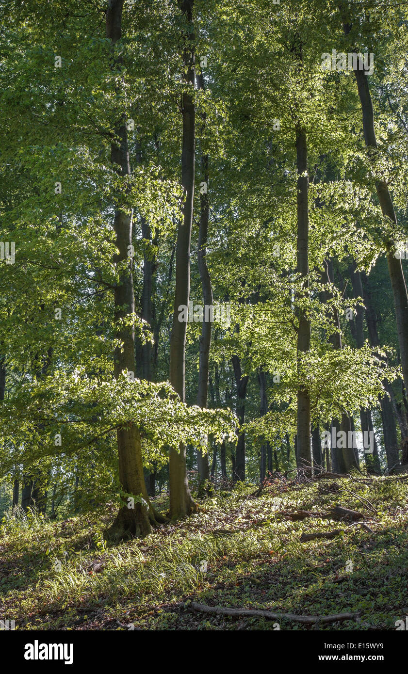 spring forest in Little Carpathian mountains - west Slovakia Stock ...