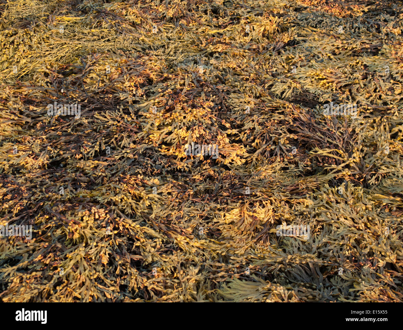Bladderwrack seaweed on english beach hi-res stock photography and ...