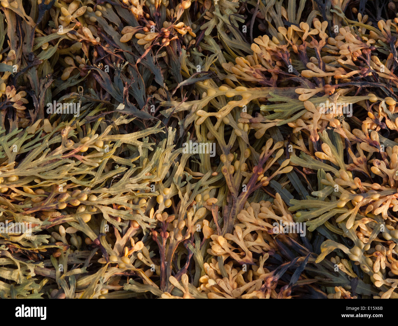 Bladderwrack High Resolution Stock Photography and Images - Alamy