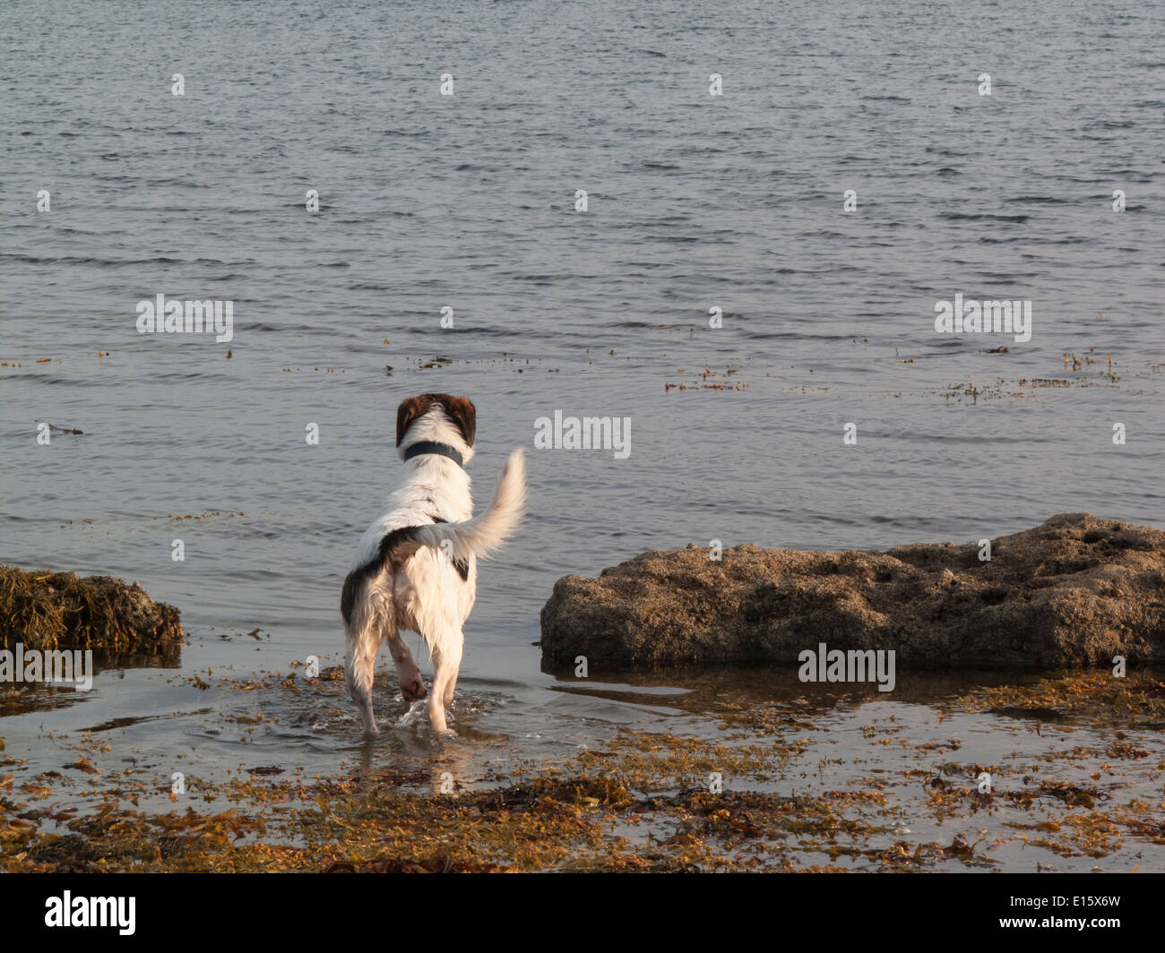 Seaside with dog hi-res stock photography and images - Alamy