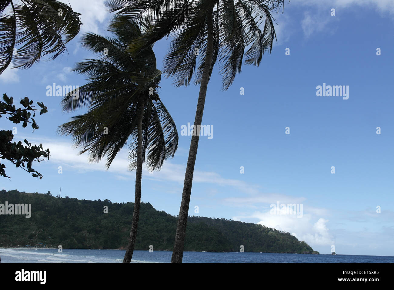 Coconut trees blowing in the Maracas beach breeze Stock Photo - Alamy