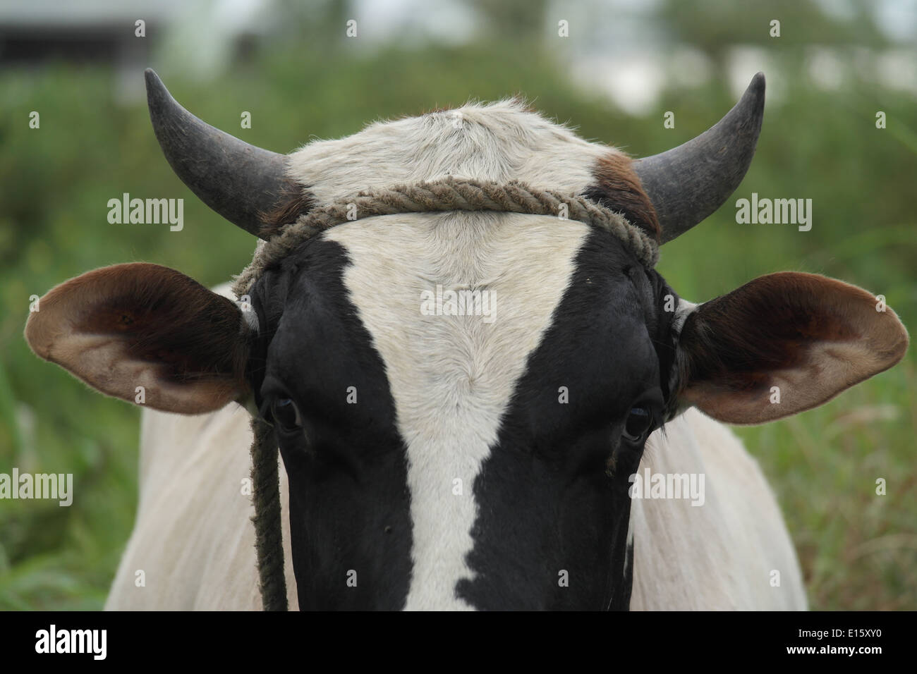 Wildlife dairy cow hi-res stock photography and images - Alamy