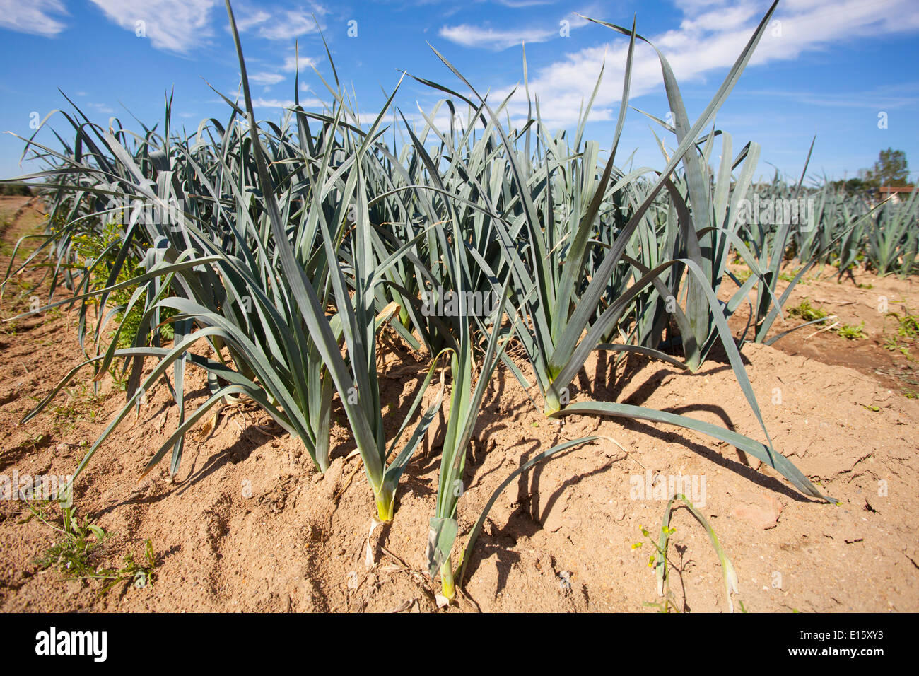 Leek crop harvesting hi-res stock photography and images - Alamy
