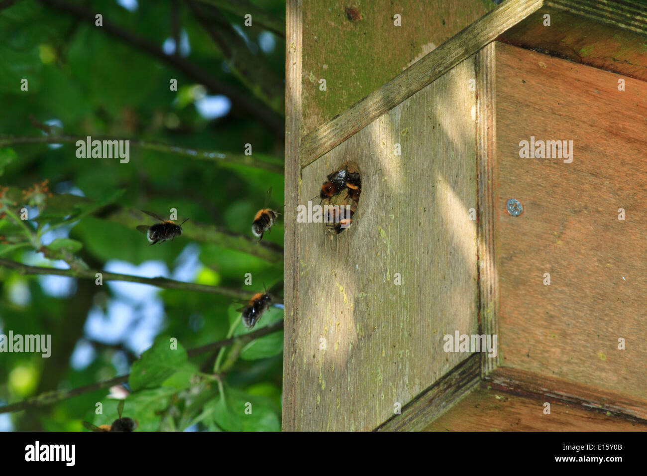 The tree bee. Invasive non-native species. INNS. Tree bumblebee ...